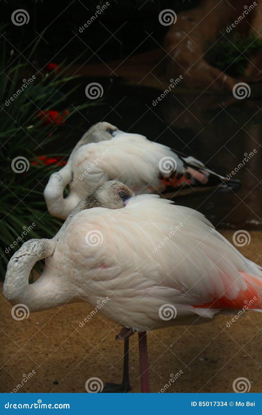 Resting time for birds stock photo. Image of eyes, harmony - 85017334