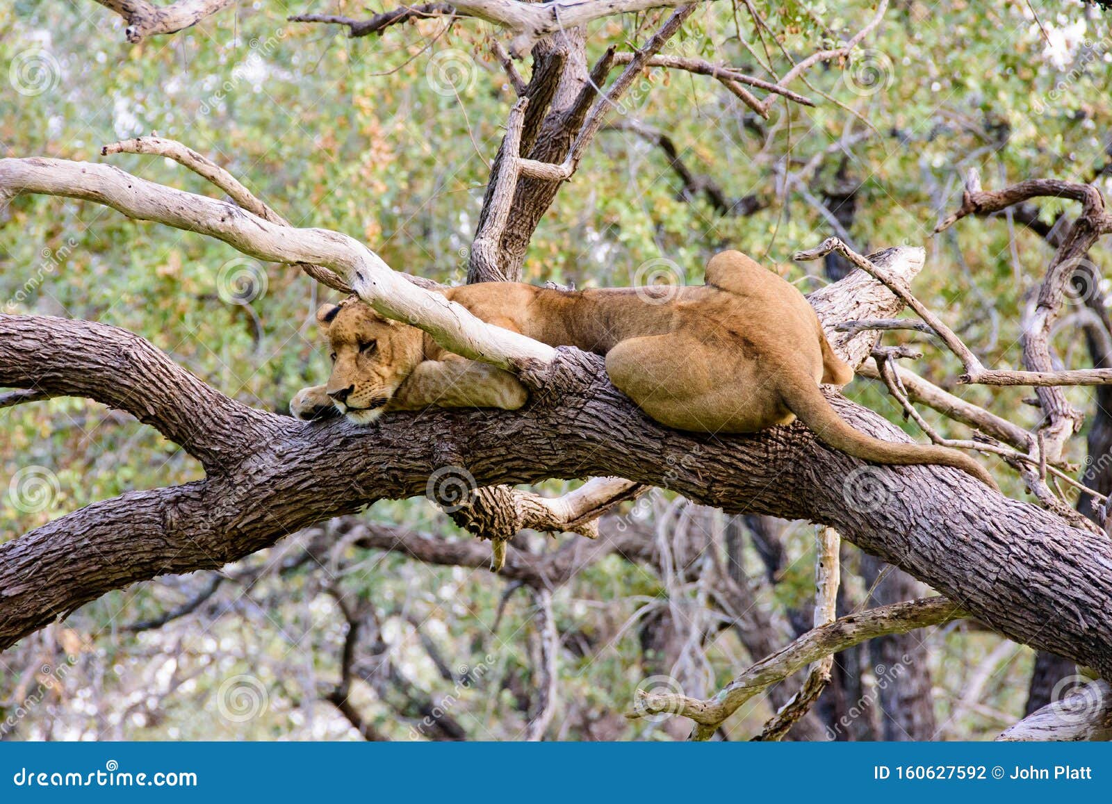 Resting in a tree stock photo. Image of tree, feline - 160627592