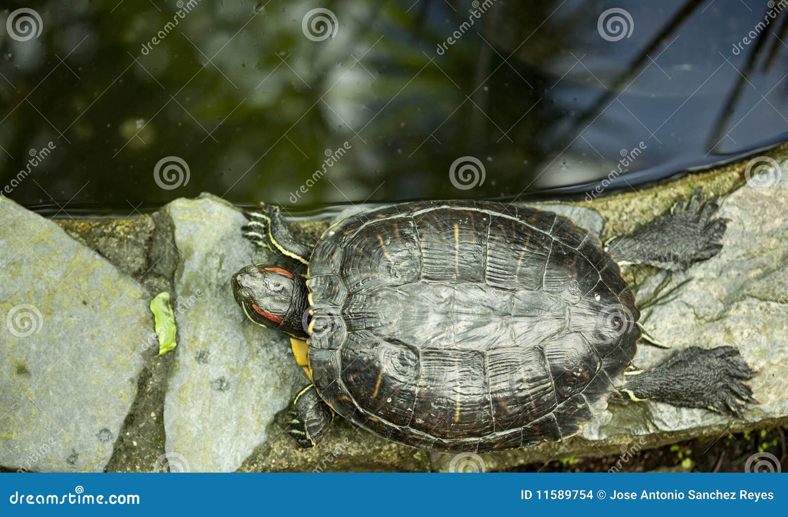Resting turtle stock photo. Image of lake, edge, swamp - 11589754