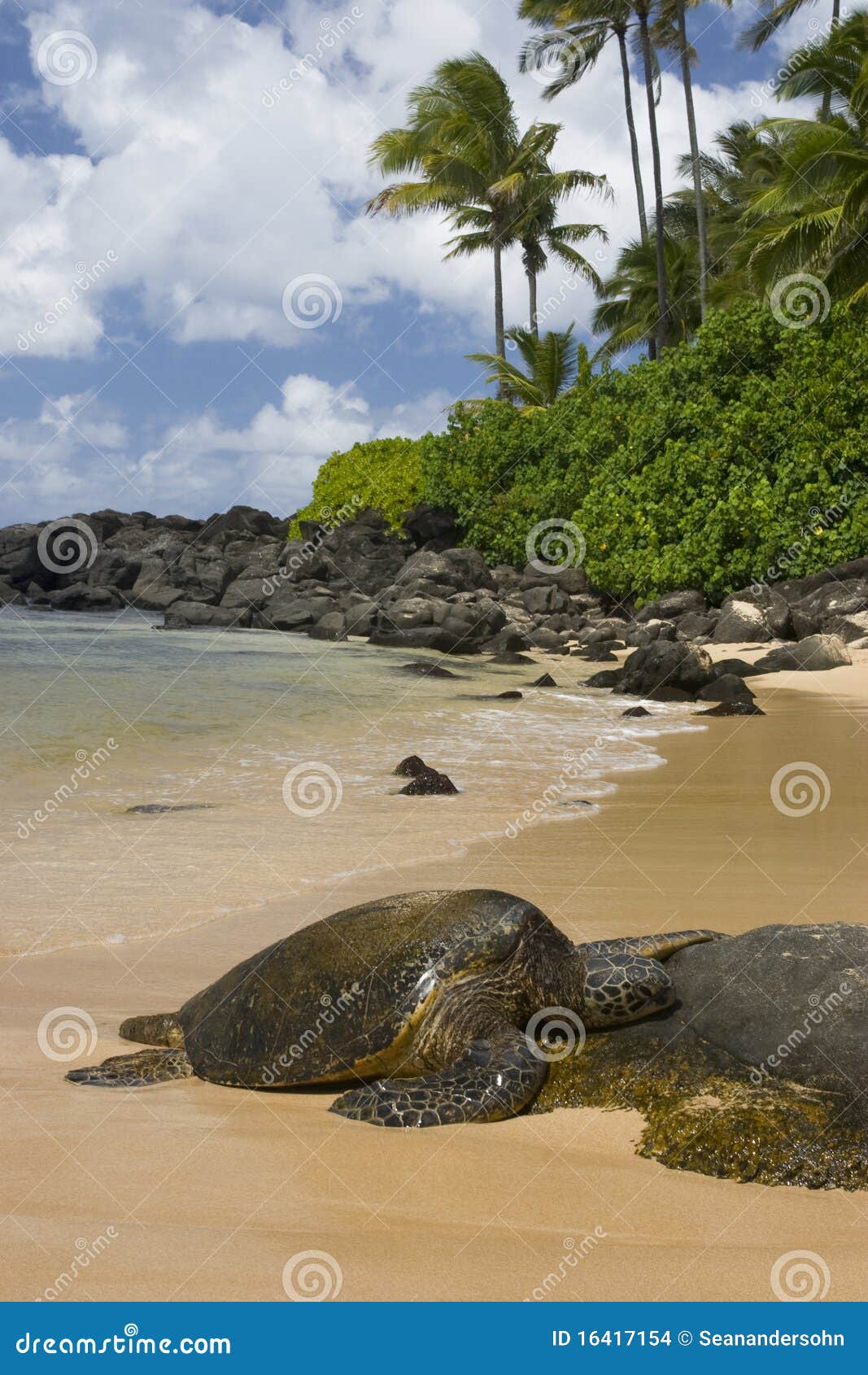Resting Turtle stock photo. Image of calm, outdoor, coast - 16417154