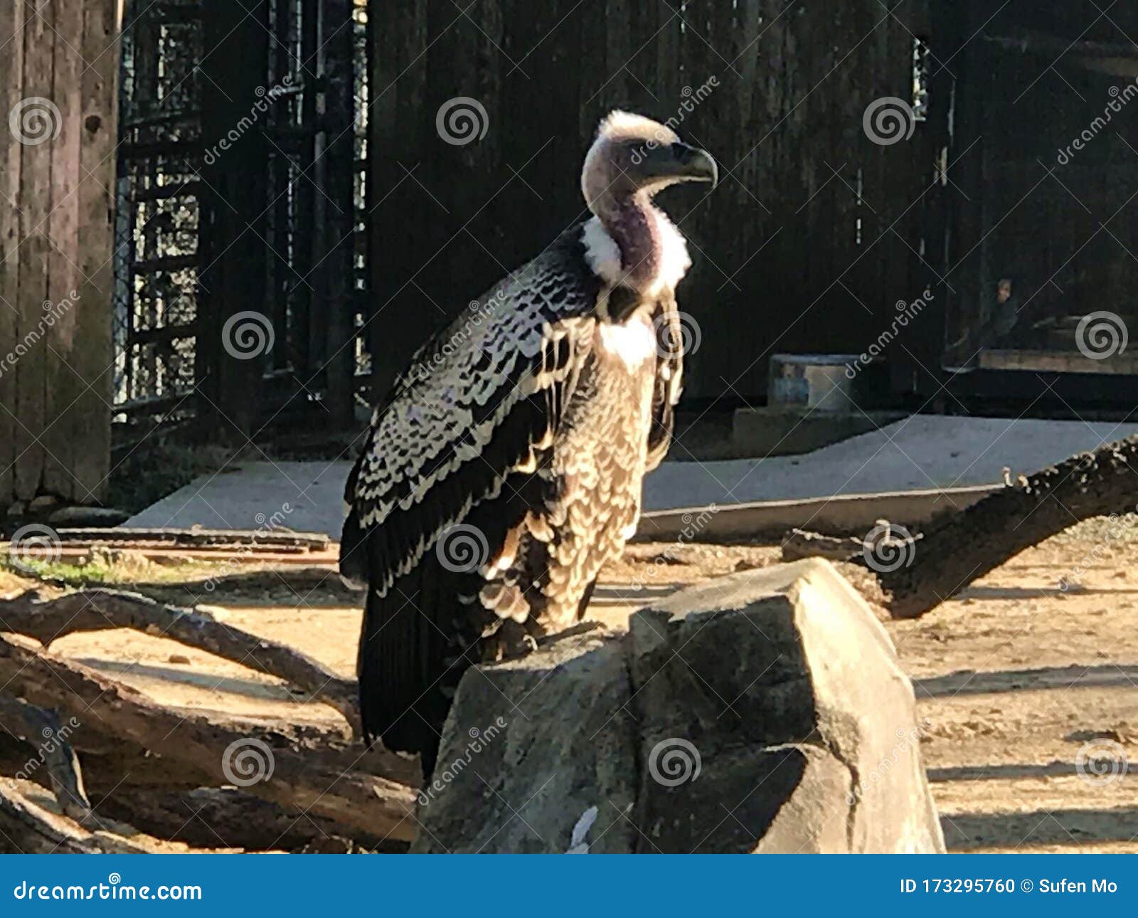 Resting Vigilant Bald Eagle Stock Photo - Image of beautiful, feather ...
