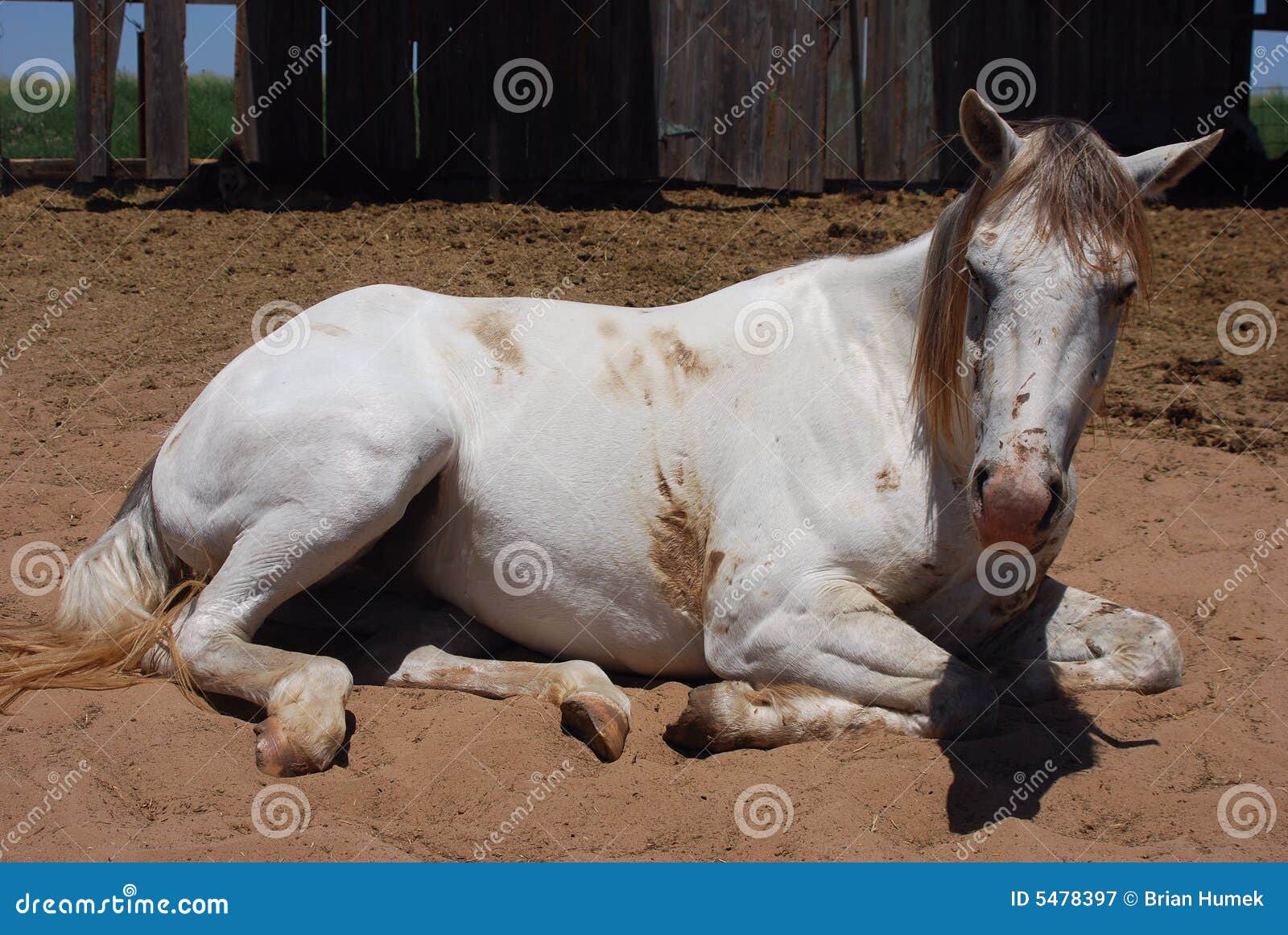 Resting White Horse stock image. Image of rest, ranch - 5478397
