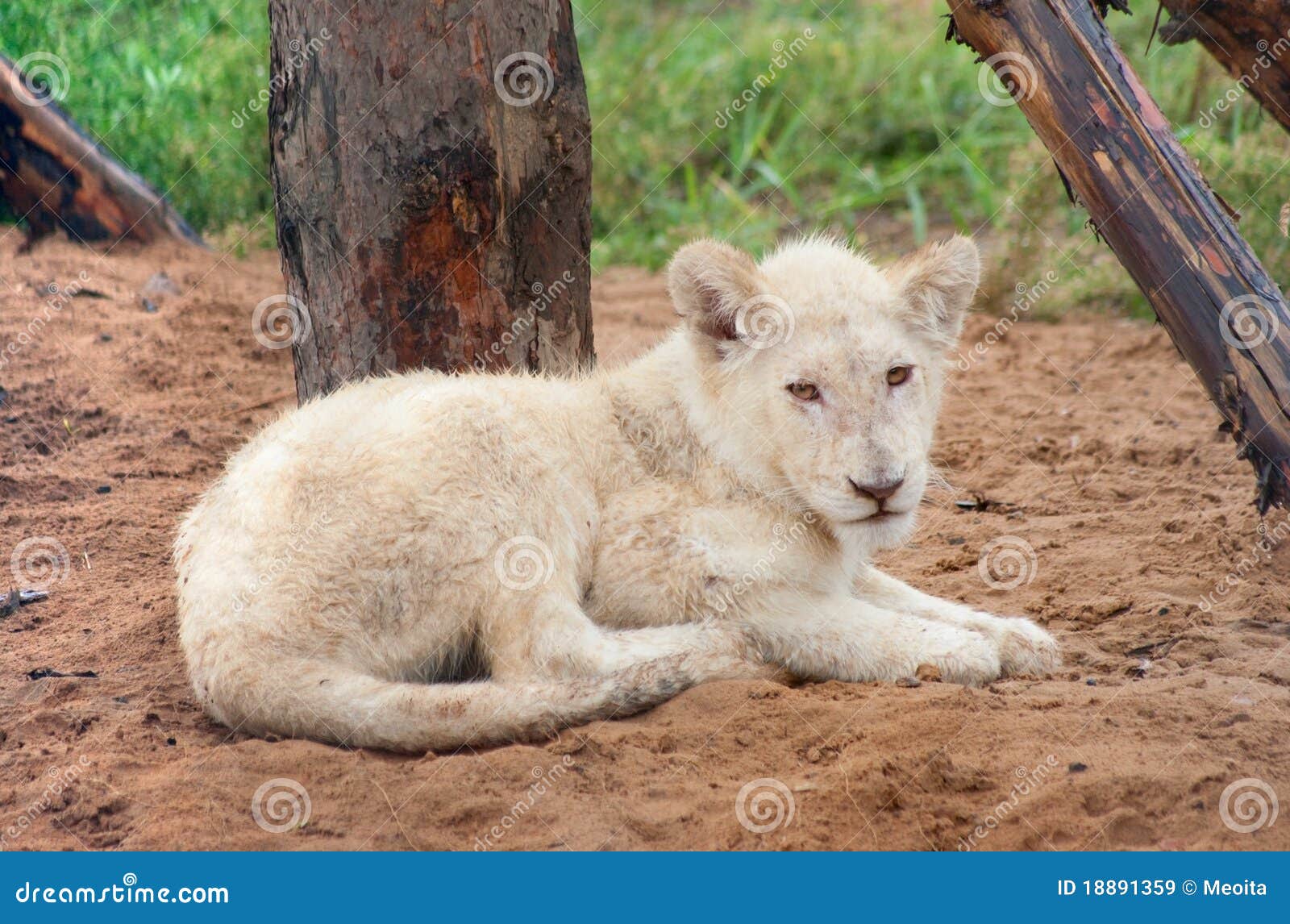 Resting white lion cub stock image. Image of mouth, ground - 18891359