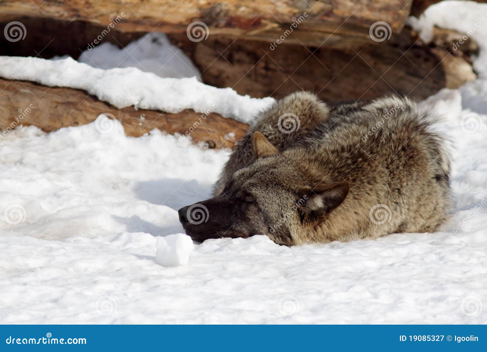 Resting Wolf stock image. Image of attention, nature - 19085327