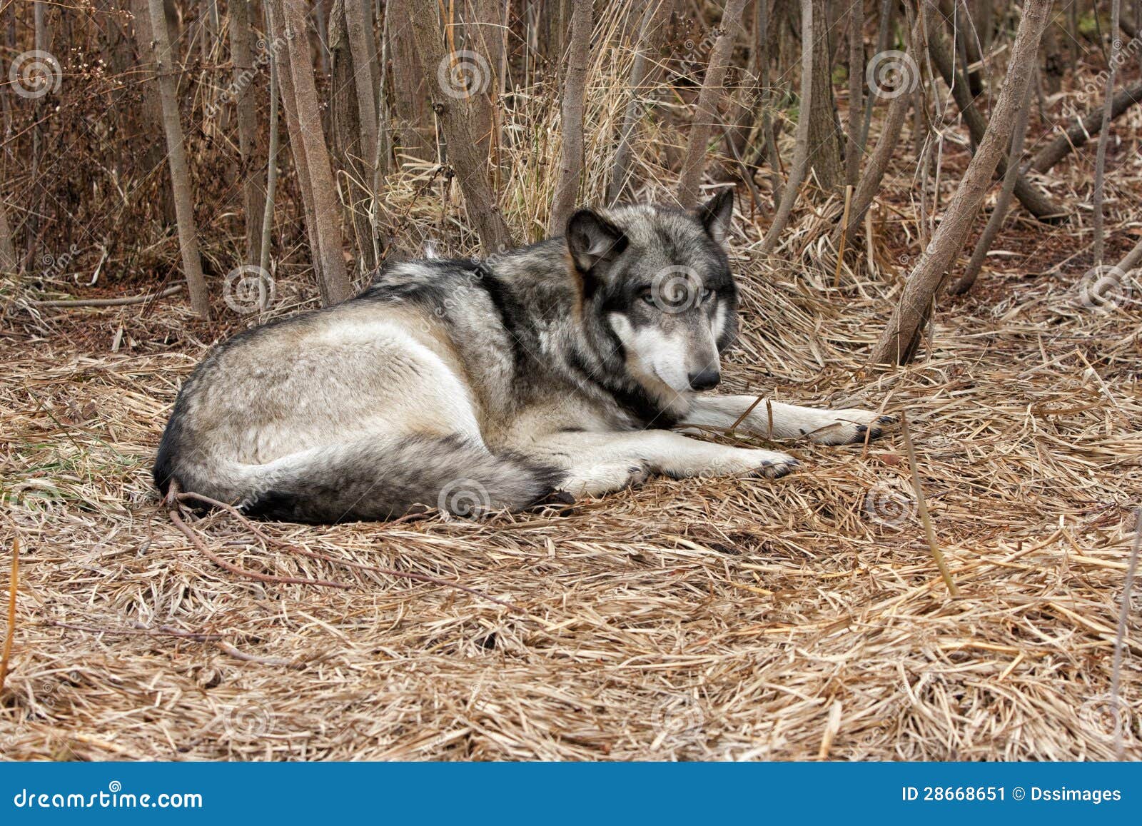 Resting Wolf stock image. Image of resting, face, untamed - 28668651