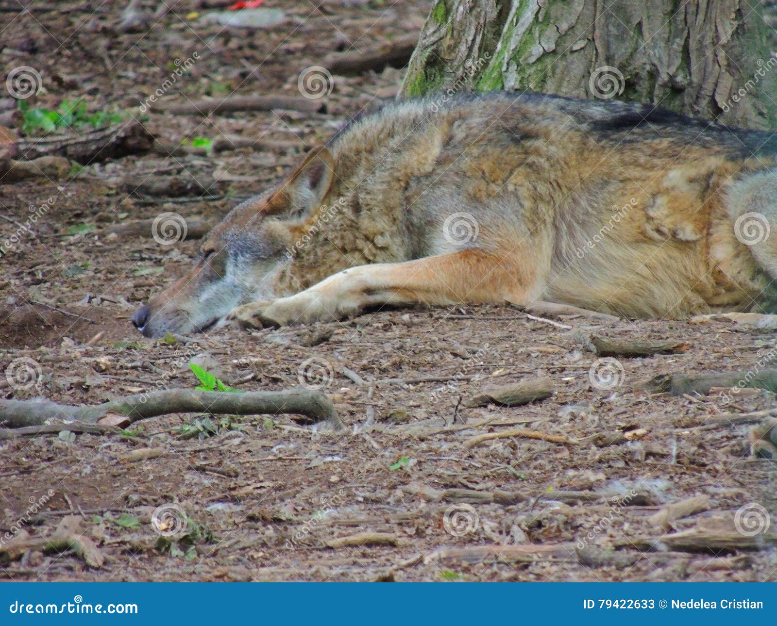 Resting wolf stock image. Image of animal, resting, wolf - 79422633