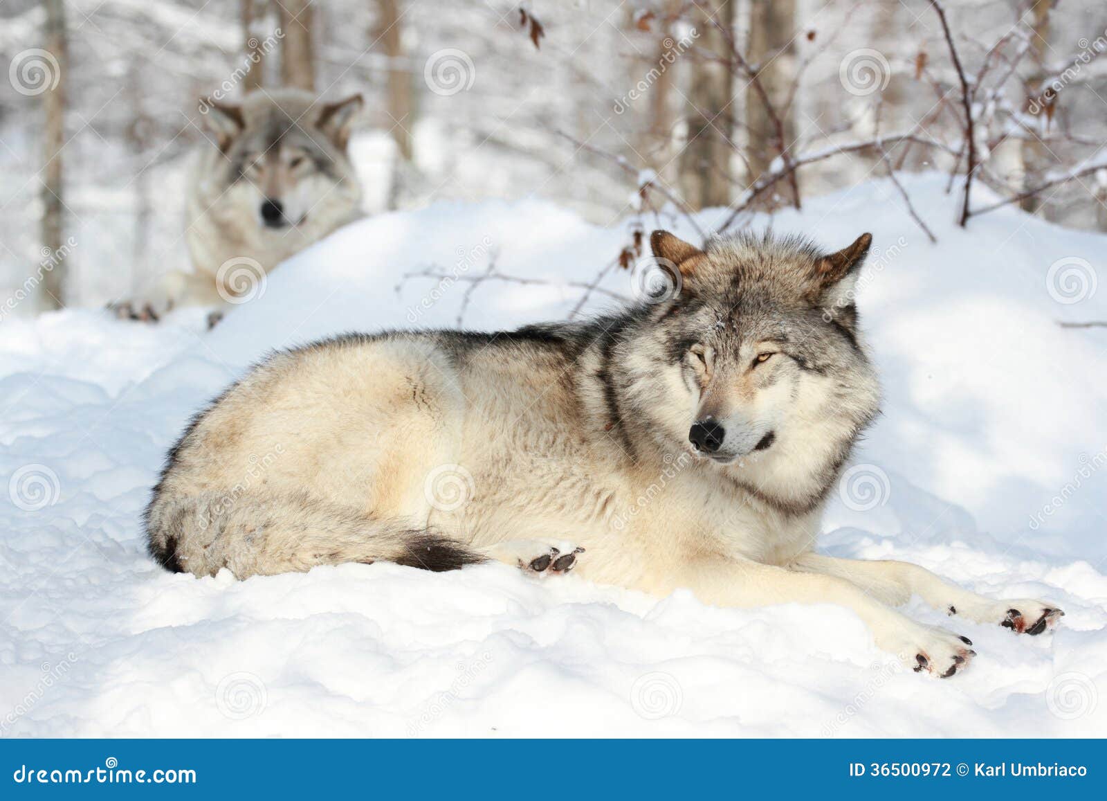 Resting wolf stock photo. Image of winter, mammal, wildlife - 36500972
