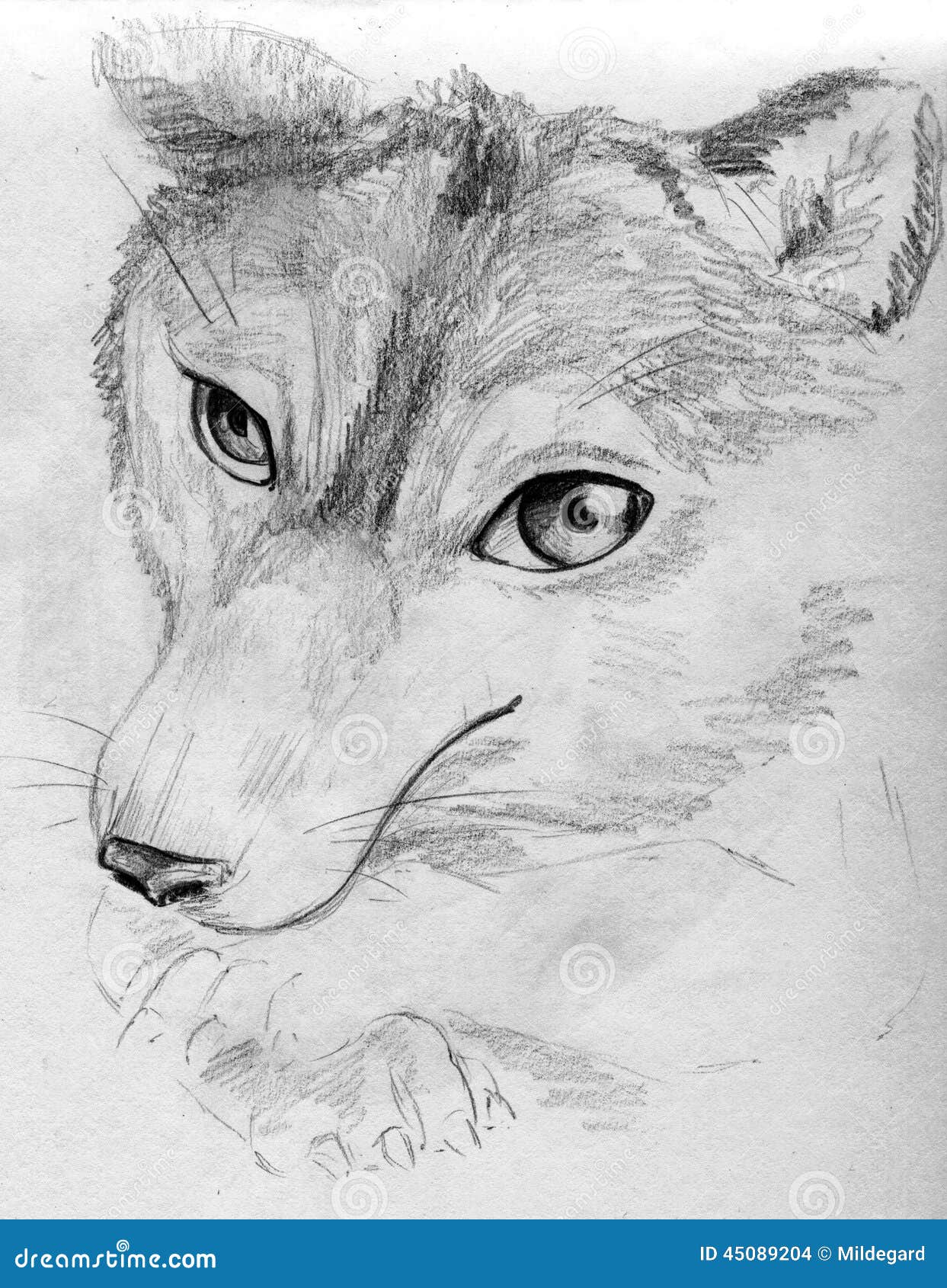 Wolf Sketch Royalty-Free Stock Photography | CartoonDealer.com #30762749