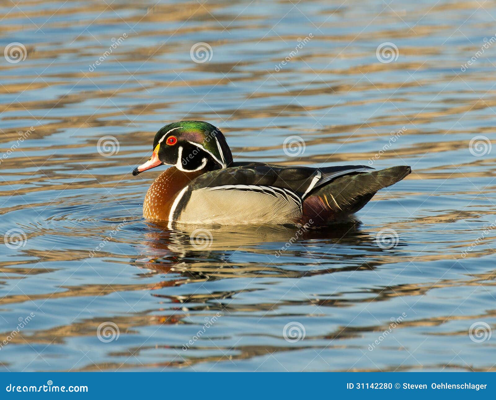 Resting Wood Duck stock photo. Image of duck, brilliant - 31142280