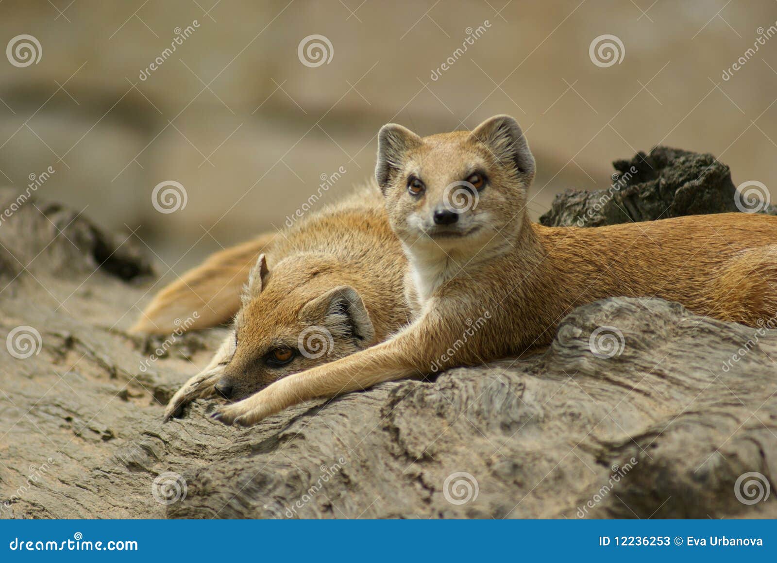 Resting yellow mongooses stock image. Image of rest, animal - 12236253