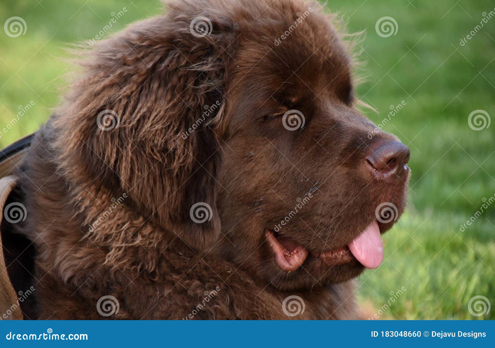Resting Young Brown Newfoundland Dog Laying in Grass Stock Photo ...