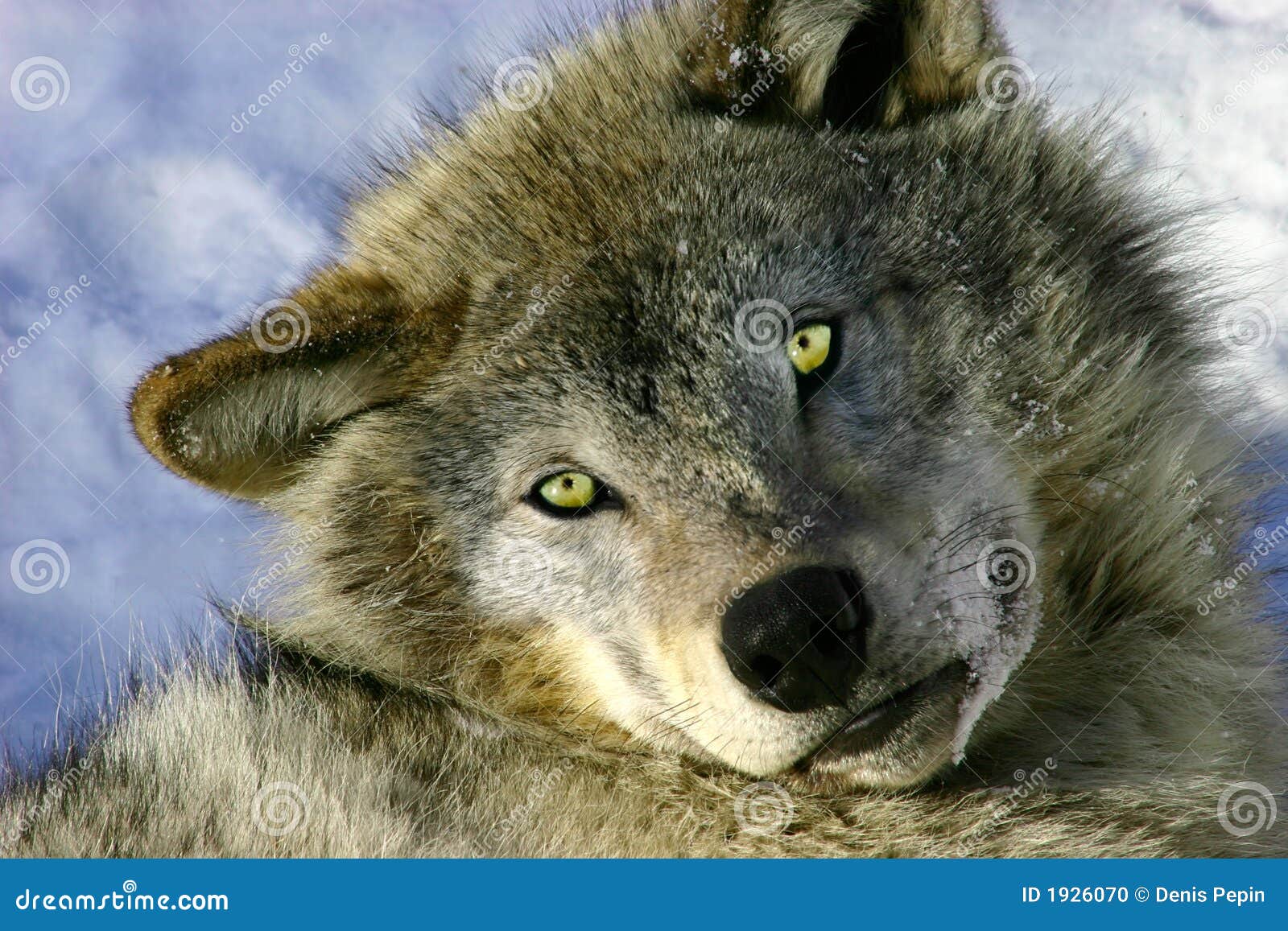 Resting Young Gray Wolf stock photo. Image of savage, attention - 1926070