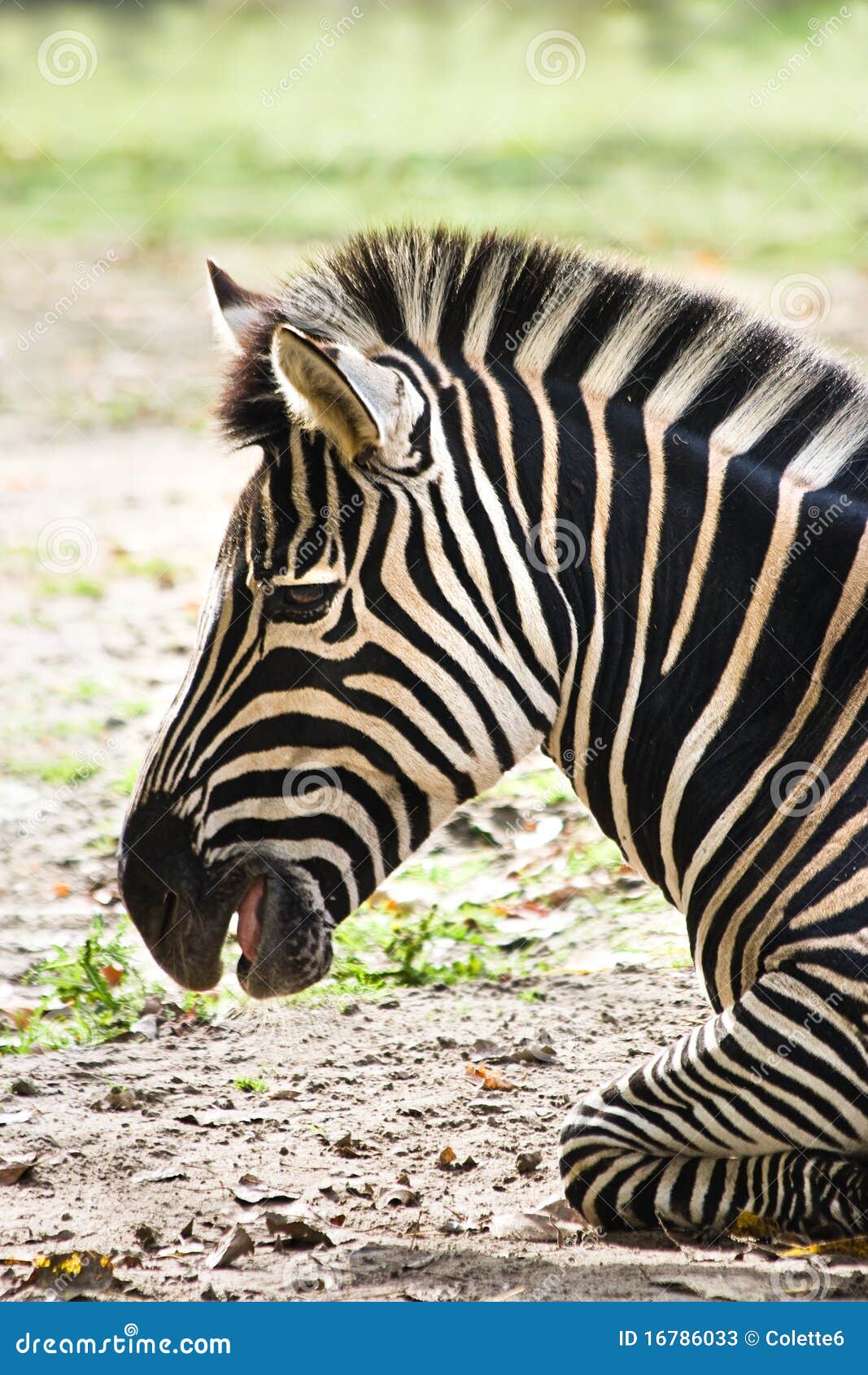 Resting zebra stock image. Image of animals, animal, quagga - 16786033