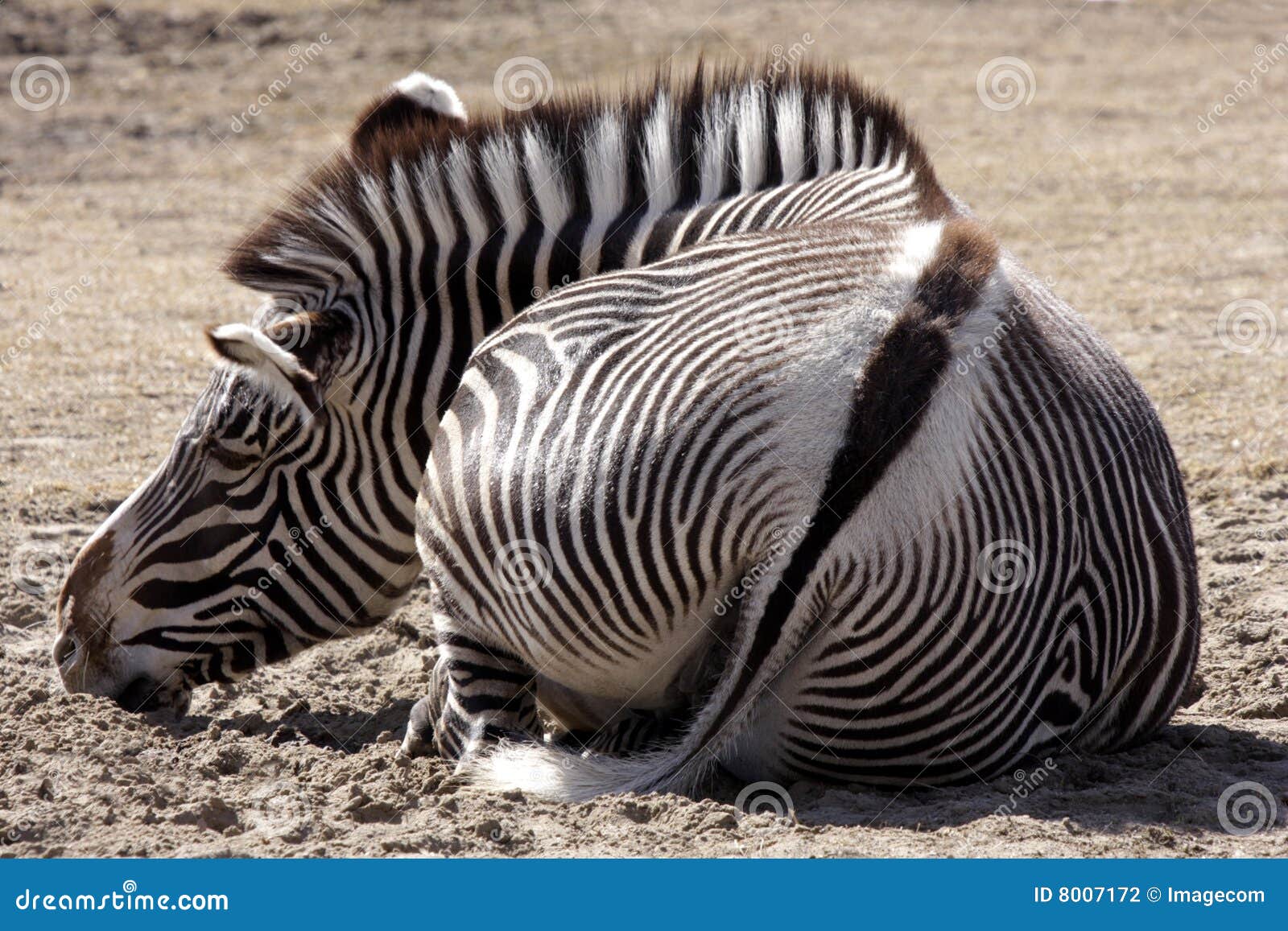 Resting zebra stock photo. Image of animal, black, cute - 8007172