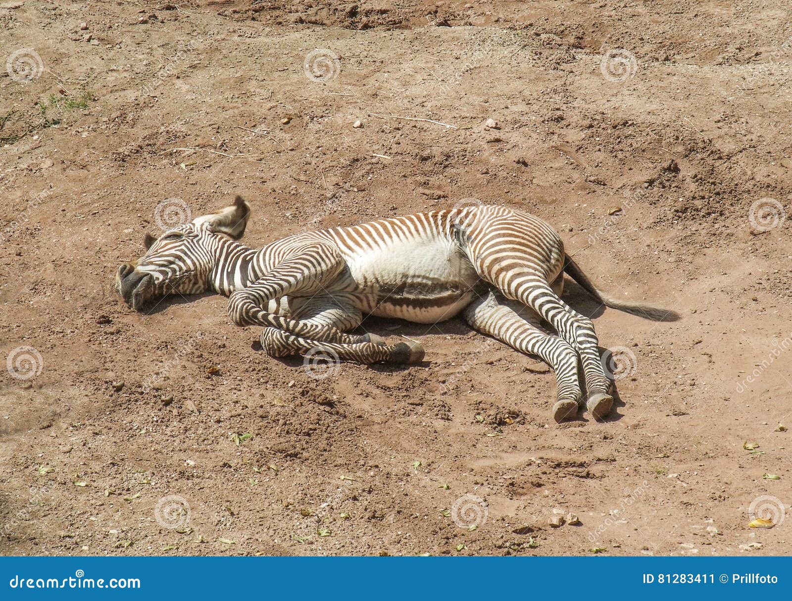 Resting Zebra Un the Ground Stock Image - Image of fauna, ground: 81283411