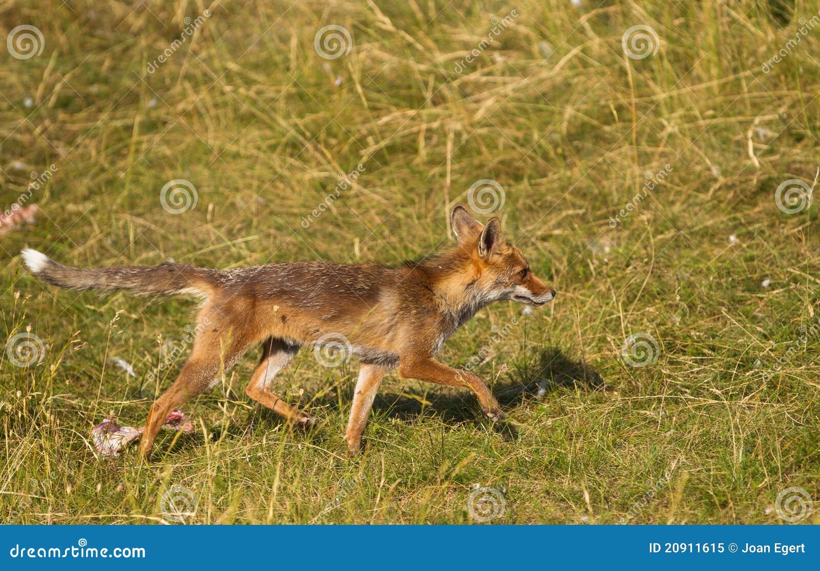 A Restless Red Fox Passing by Stock Image - Image of locations, running ...