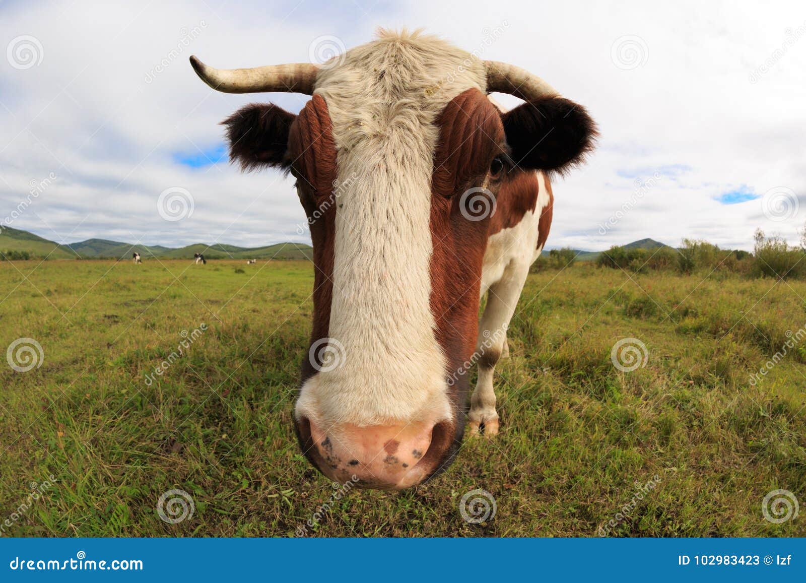 Resto De La Vaca En El Prado Imagen de archivo - Imagen de campo, asia ...