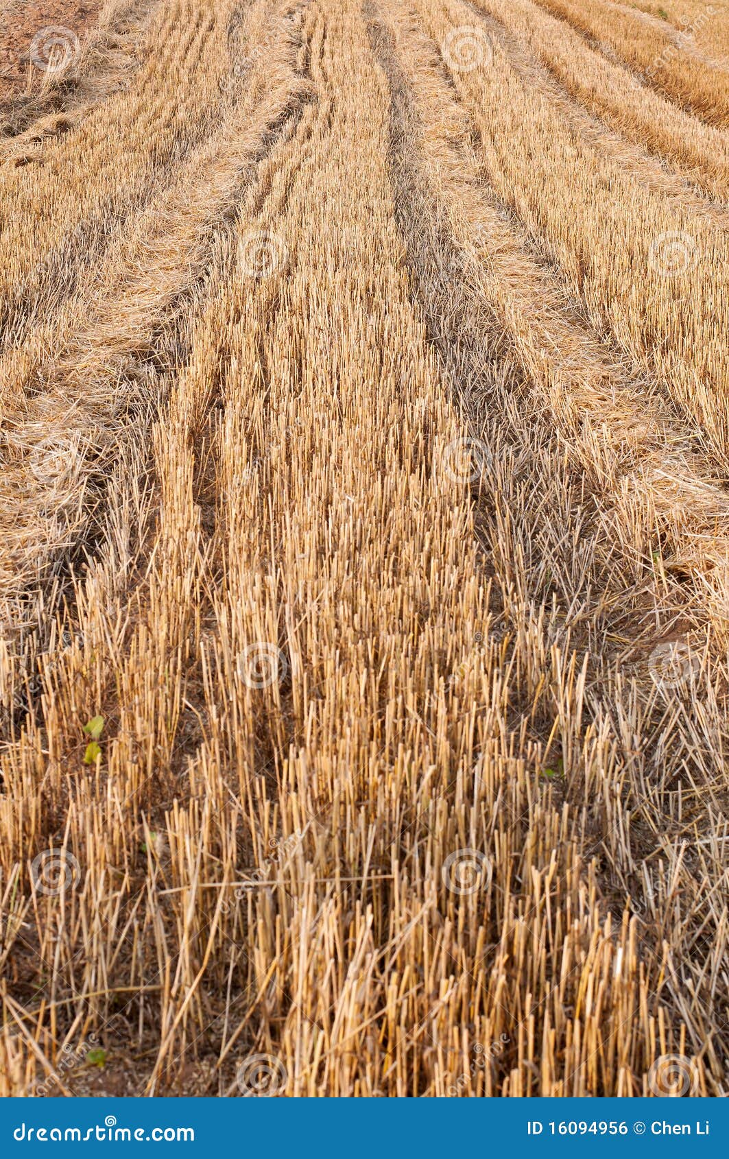 Restolho do trigo foto de stock. Imagem de colheita, agricultura - 16094956