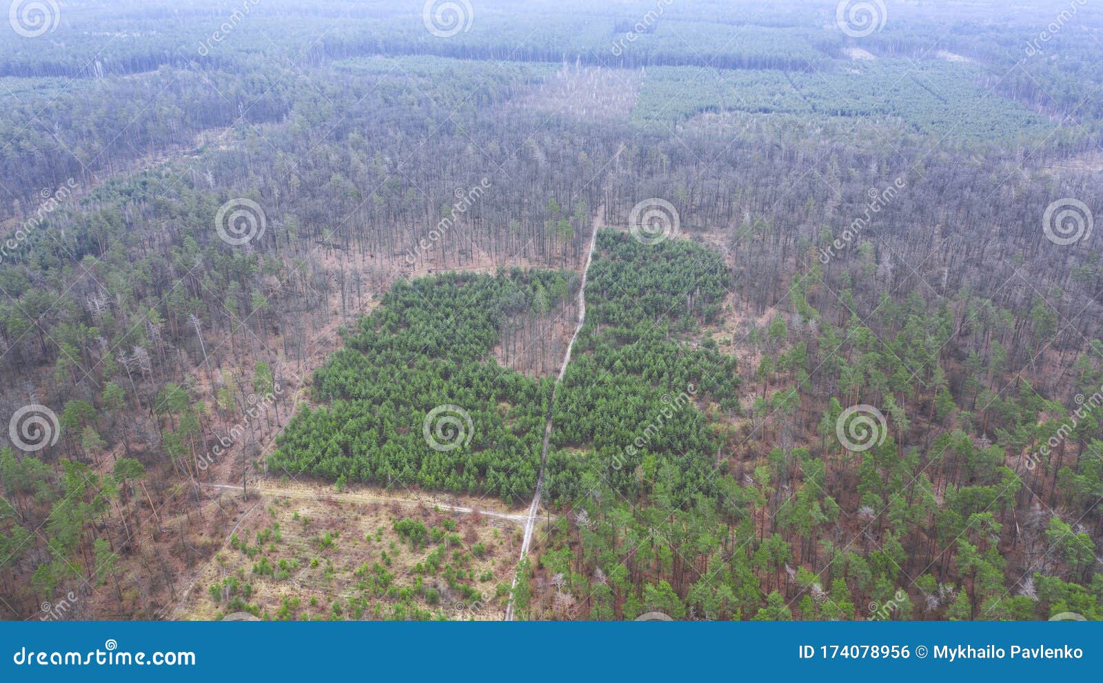 Restoration of the Forest on the Slope after Felling Stock Photo ...