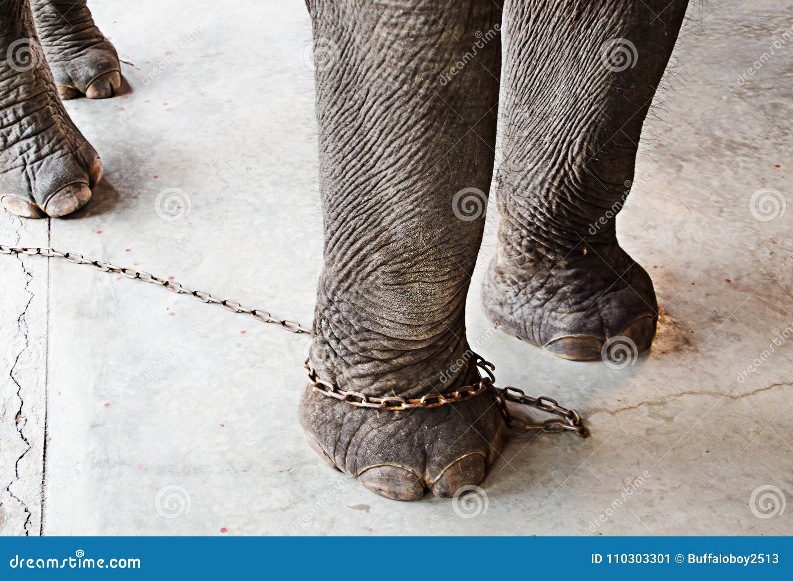 Restrict of elephant leg stock image. Image of poor - 110303301