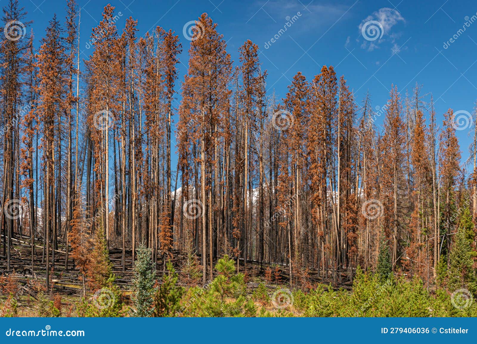Burned Trees from a Forest Fire in Colorado Stock Photo - Image of ...