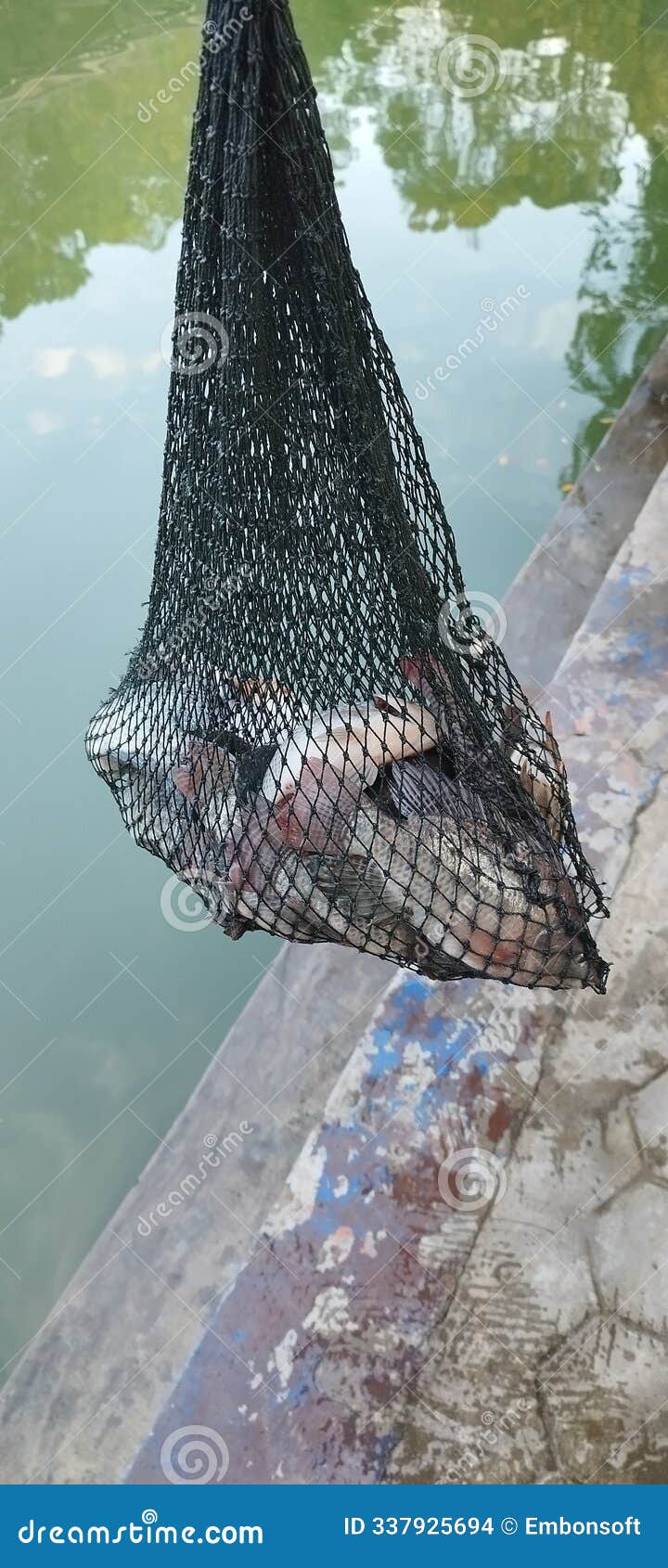 The Result of Fishing is a Small Fish Called Tilapia Stock Photo ...