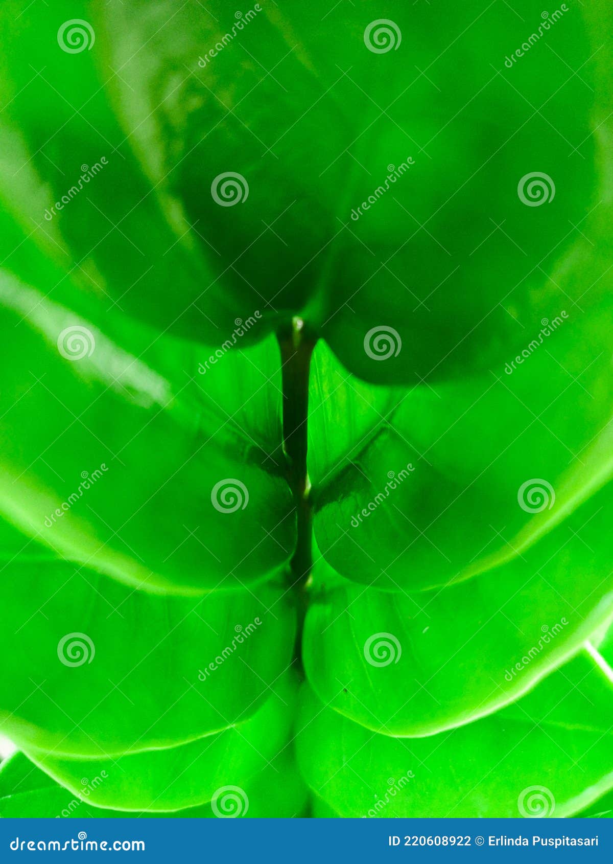 The Result of Leaves Zoomed in. it Shows Special Nature Pattern Stock ...