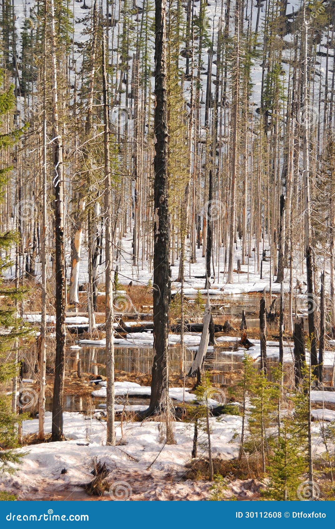 Snow and Fire stock photo. Image of wilderness, spring - 30112608