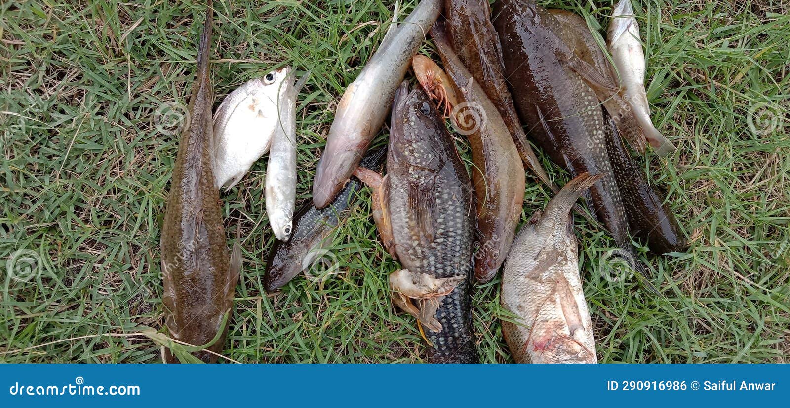 The Results of the Fishing Catch are Several Fish Placed on the Grass ...