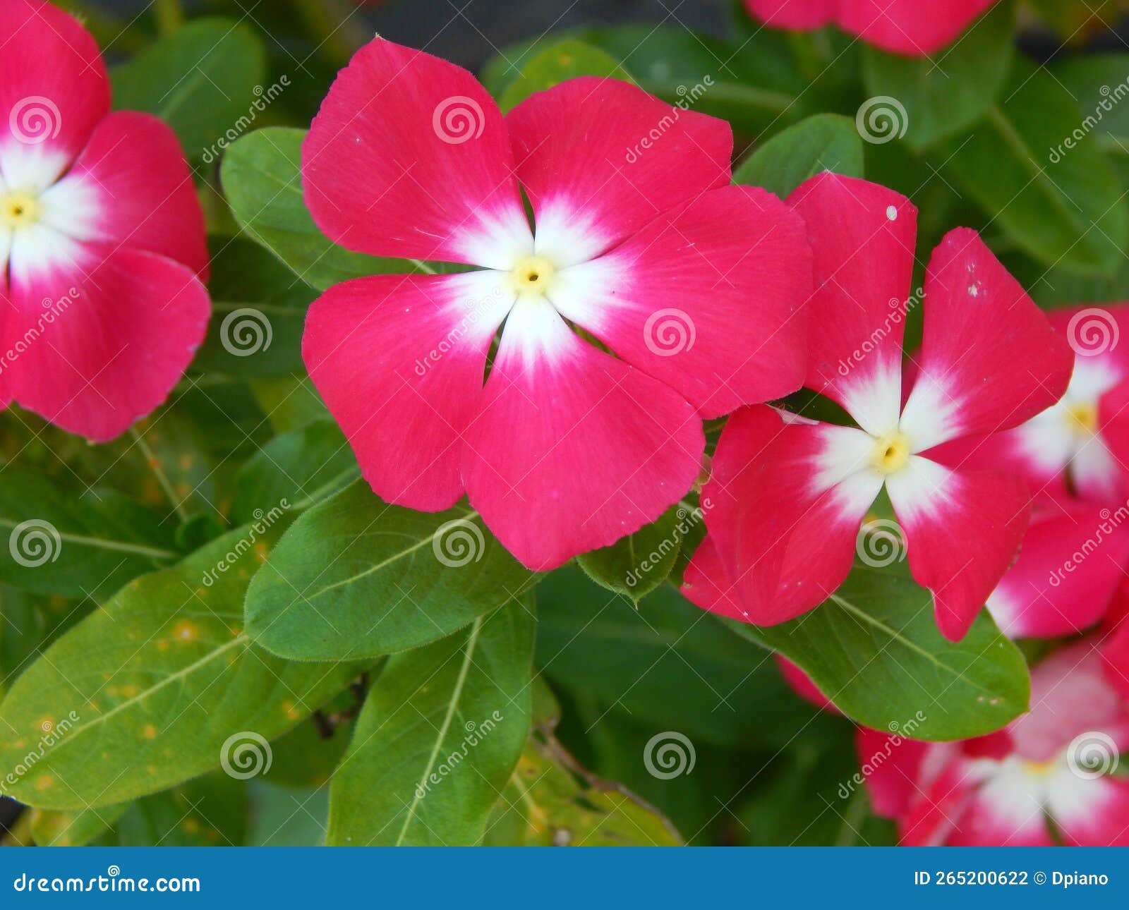 Resumen Y Cierre De Un Color Rojo Y Blanco Pardo Foto de archivo ...