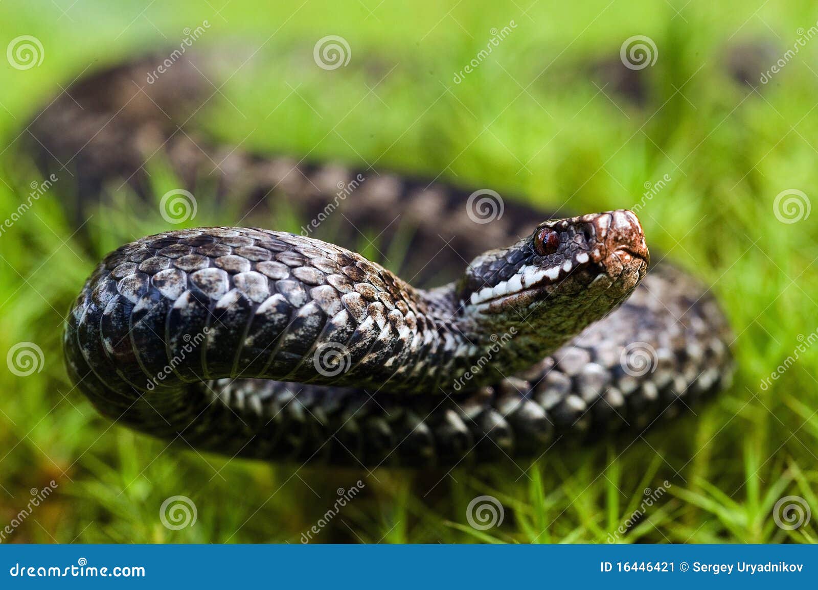 Retad upp huggorm fotografering för bildbyråer. Bild av anhydrous ...