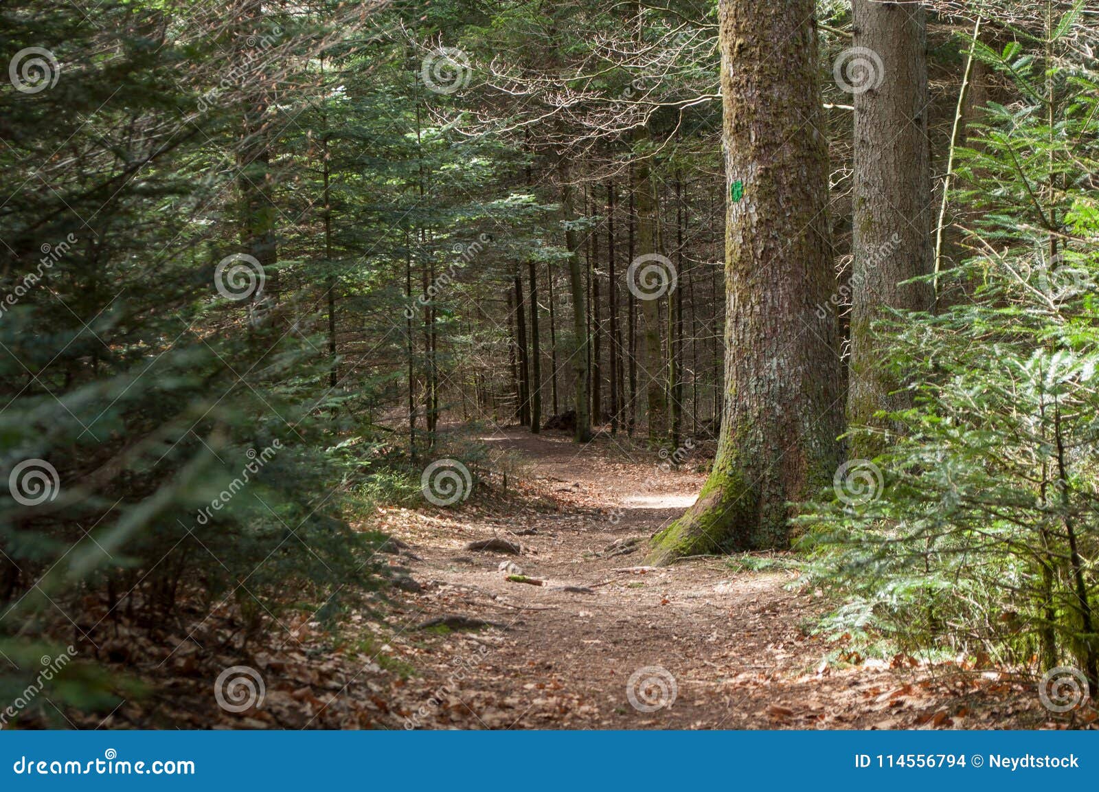 Narrow Path for Hiking in the Forest Stock Photo - Image of bryophytes ...