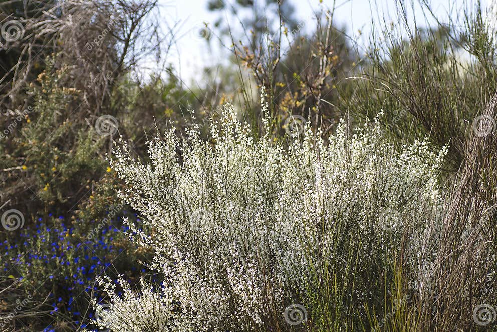 Retama Flowers Blooming in Spring Stock Image - Image of retama ...