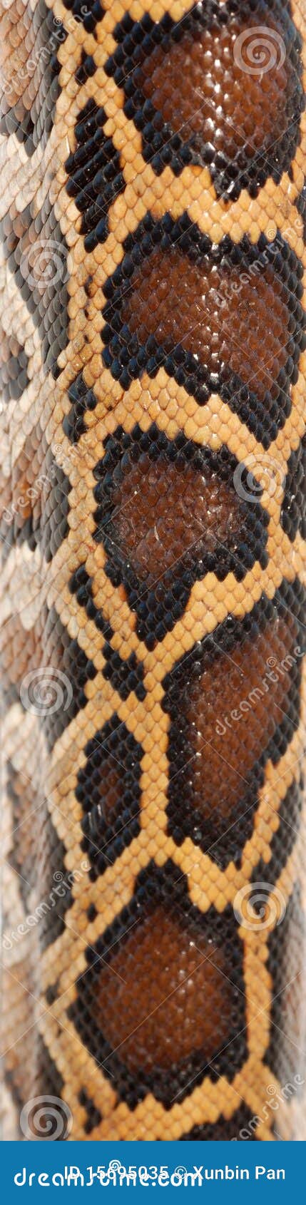 Reticolo Del Serpente Del Boa Immagine Stock - Immagine di moderno ...