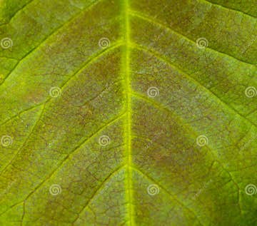 Reticulate Leaf Venation, Structure of the Leaf Blade of Higher Plants ...