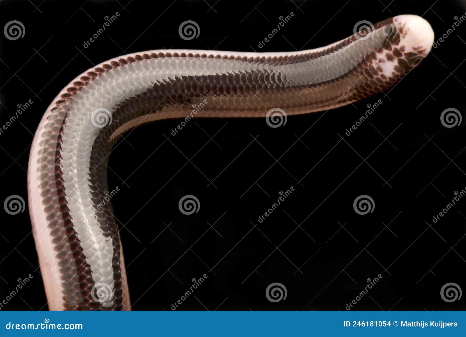 Reticulate Worm Snake Amerotyphlops Reticulatus Stock Photo - Image of ...