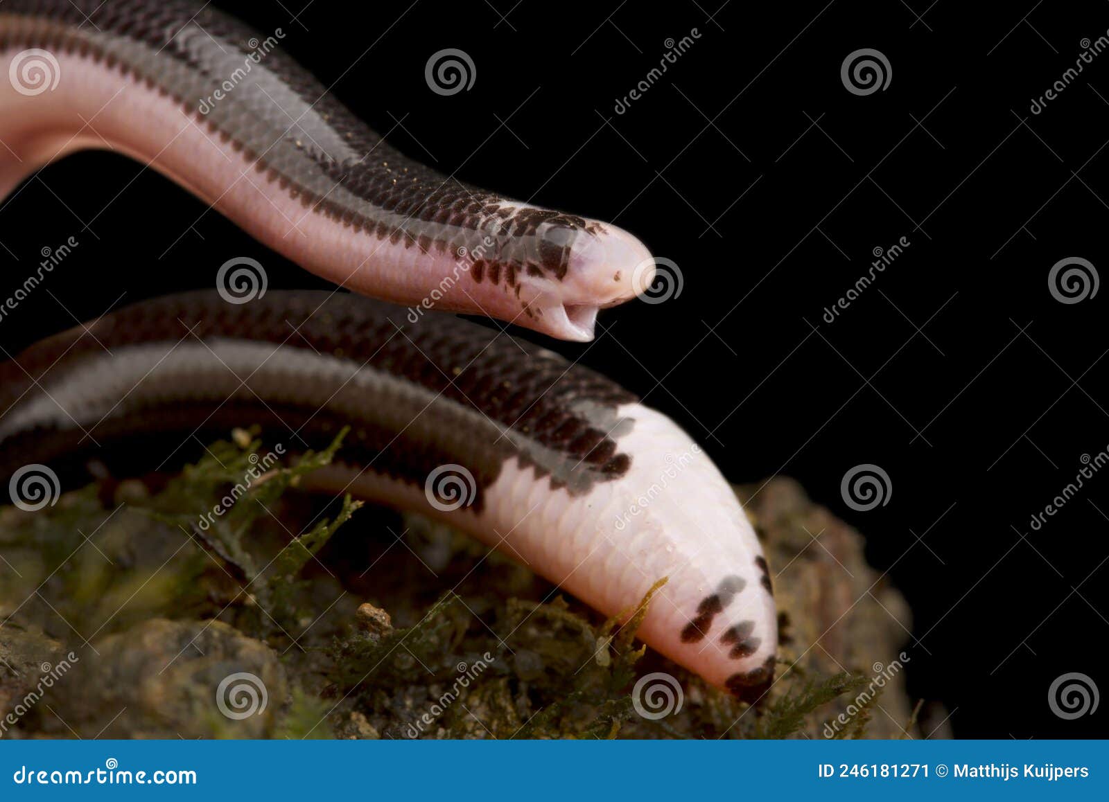Reticulate Worm Snake Amerotyphlops Reticulatus Stock Image - Image of ...