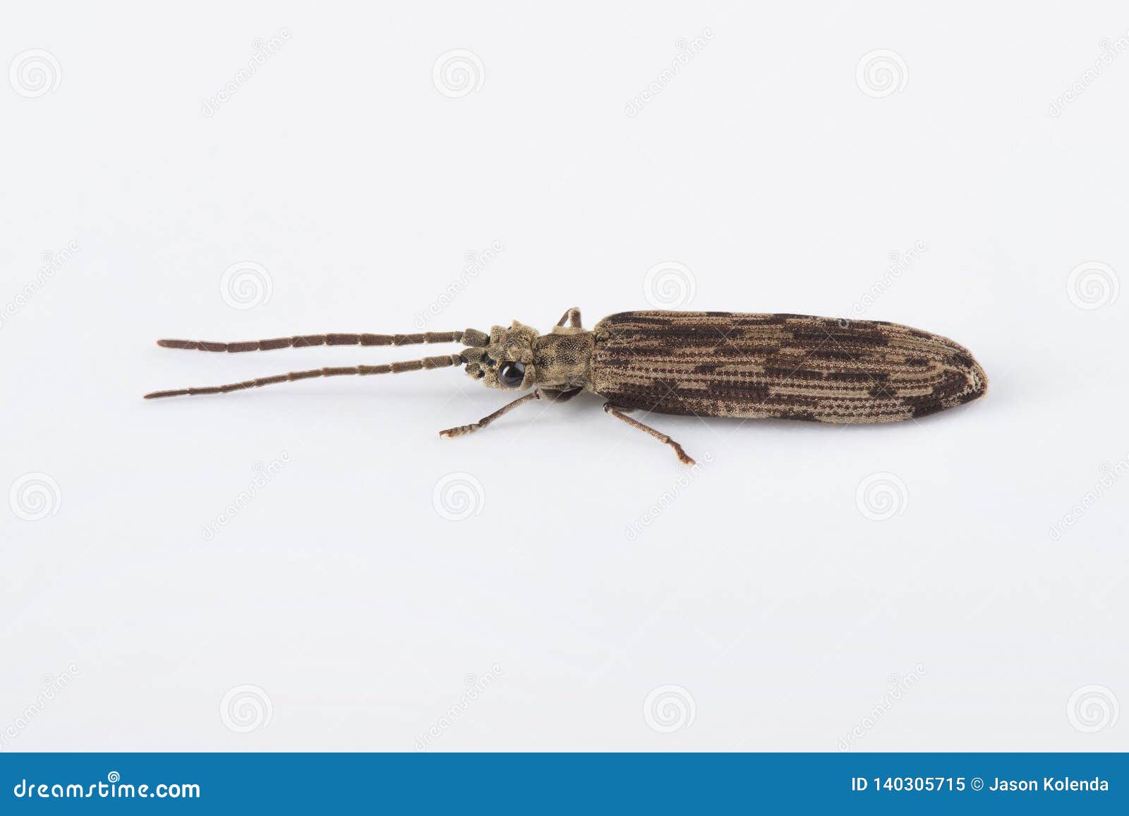 Reticulated Beetle - Side View Stock Image - Image of small, colorful ...