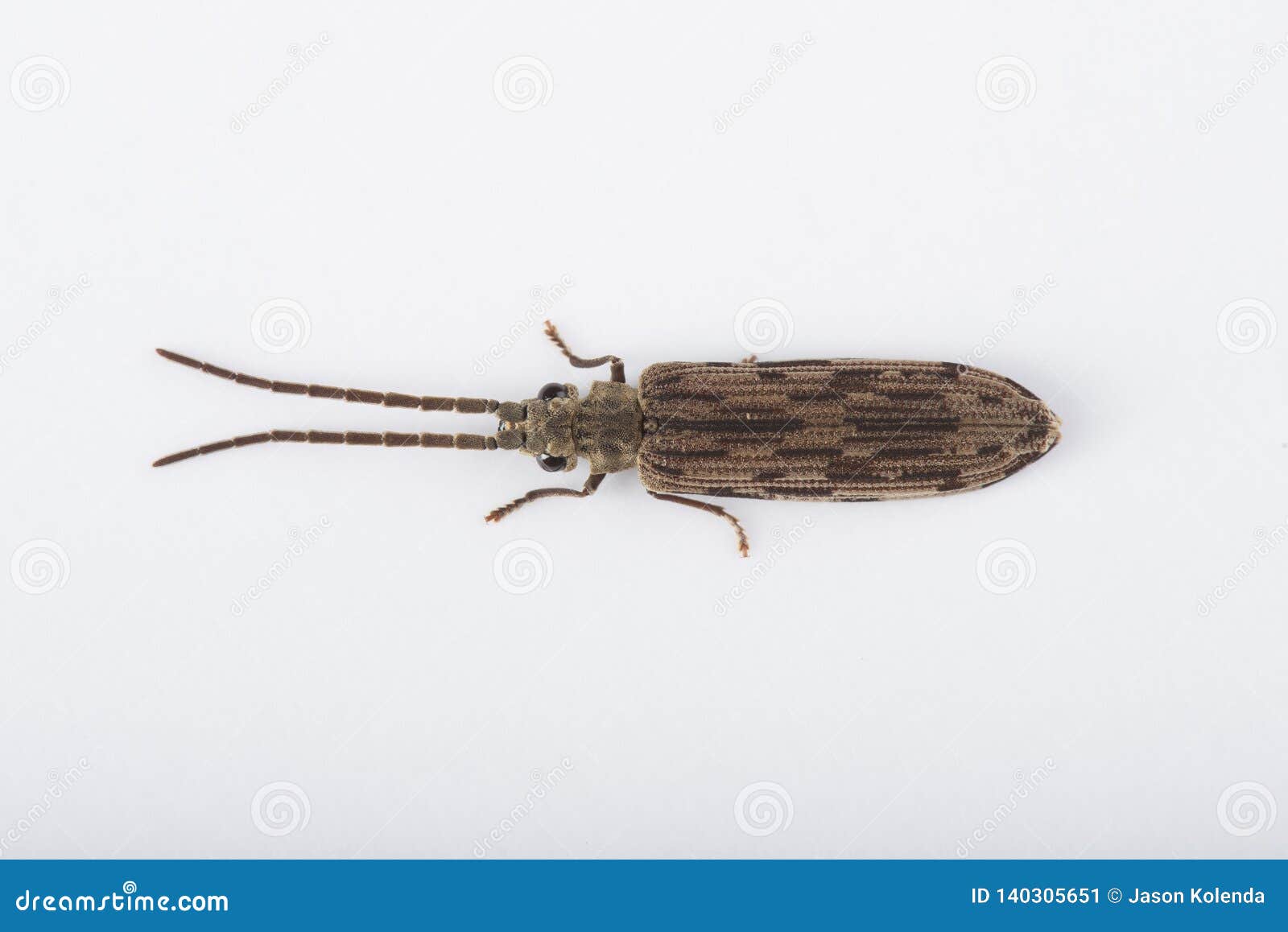 Reticulated Beetle - Top View Stock Image - Image of pattern ...