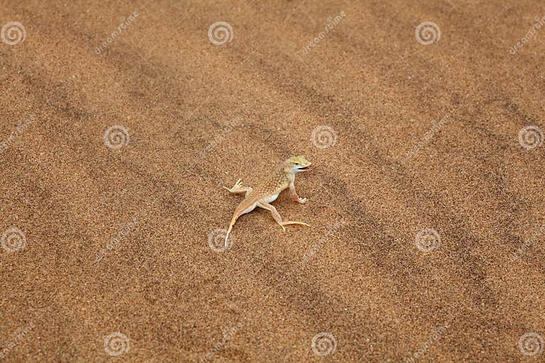 Reticulated Desert Lizard stock image. Image of namib - 18682377