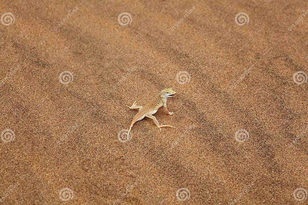 Reticulated Desert Lizard stock image. Image of namib - 18682377