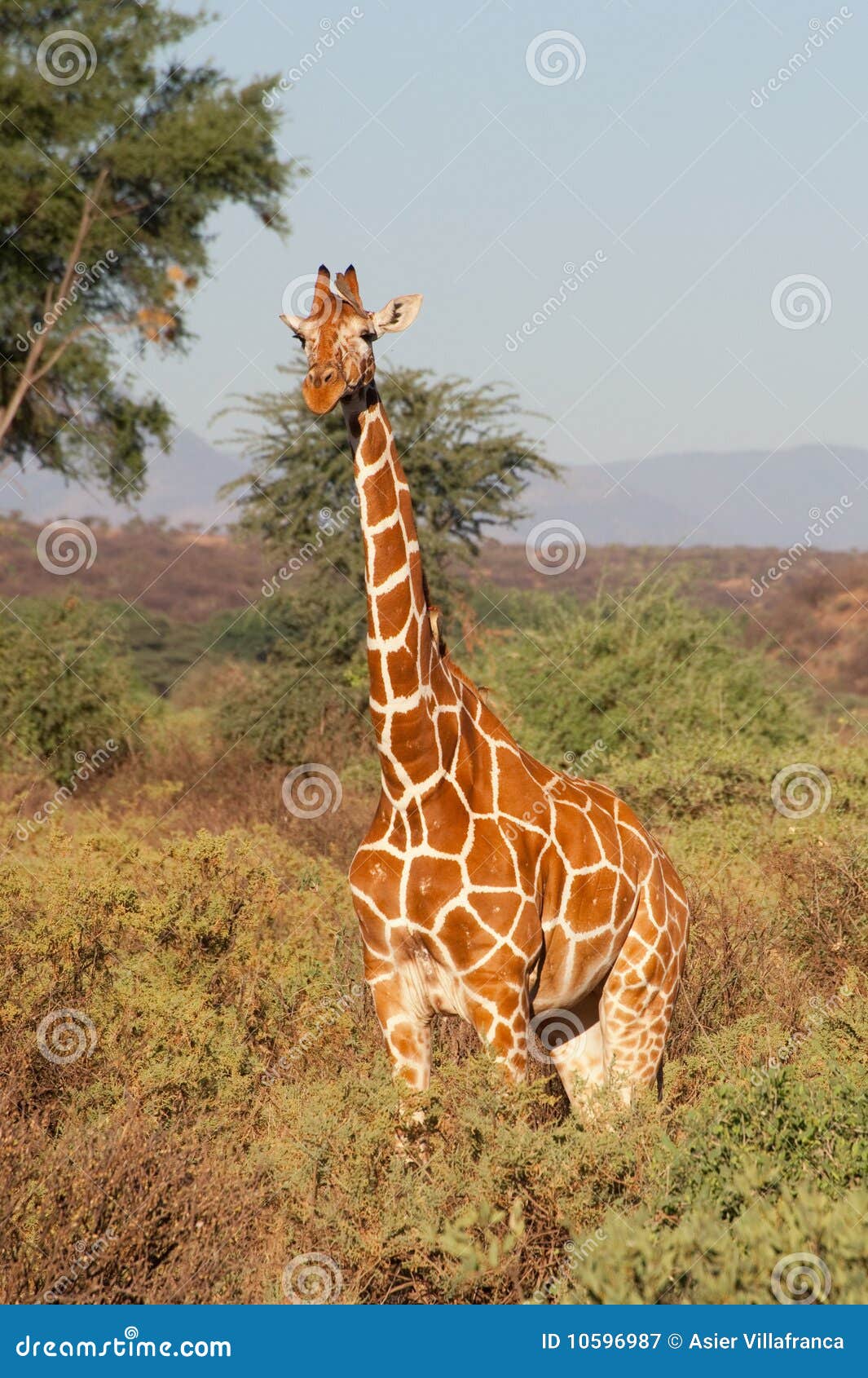 Reticulated Giraffe stock image. Image of safari, mammal - 10596987
