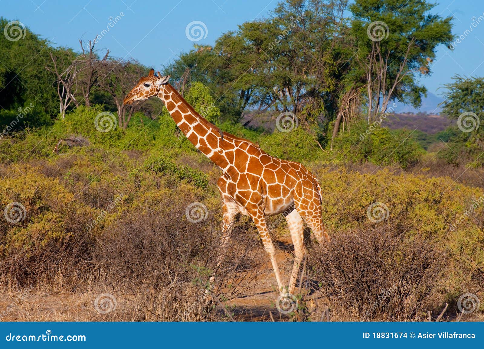 The Reticulated Giraffe Giraffa Camelopardalis Reticulata, Also Known ...