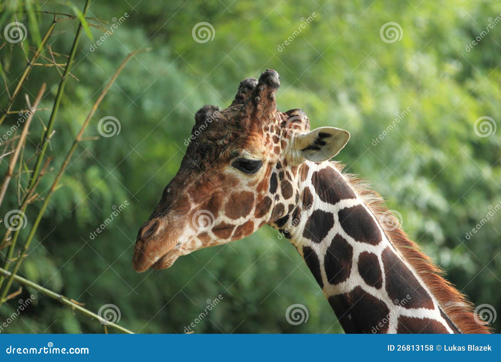 Reticulated giraffe stock photo. Image of reticulata - 26813158