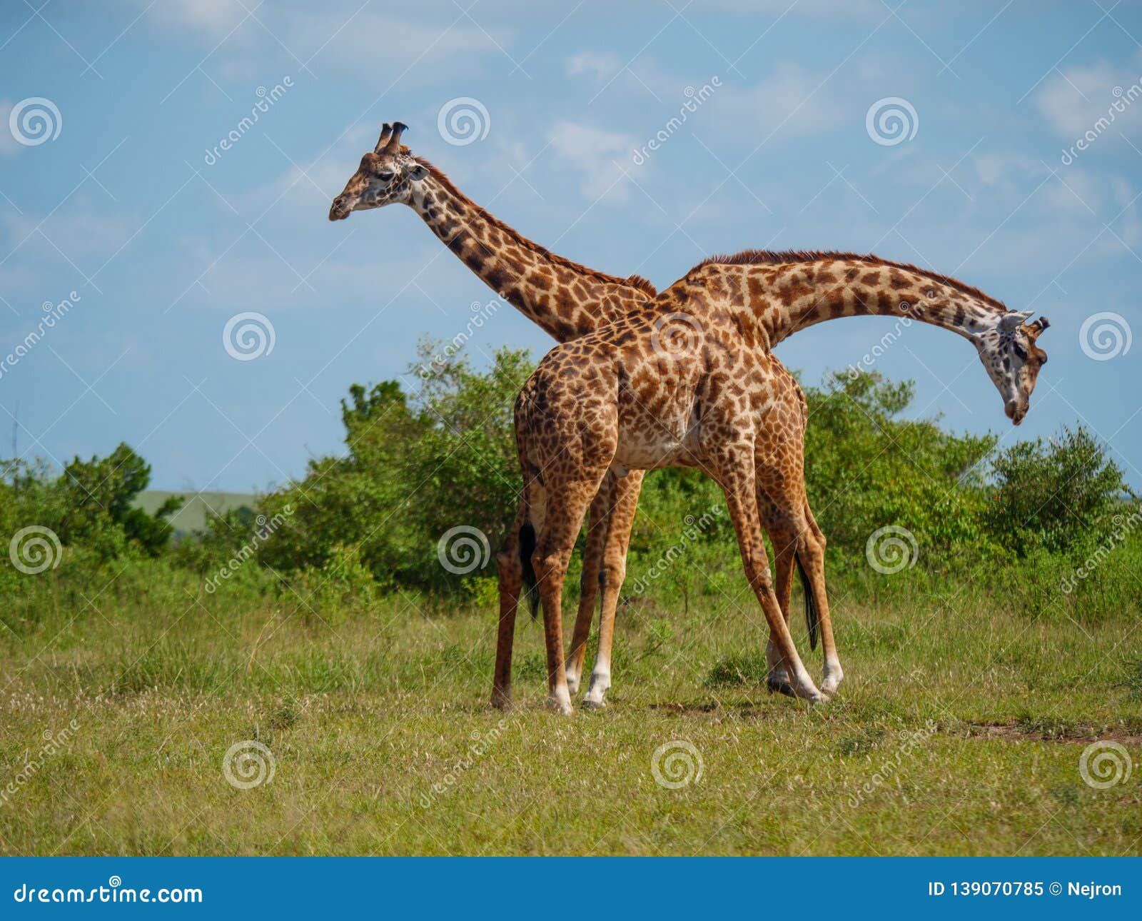 Reticulated Giraffe Couple in a Kenya Stock Image - Image of long, east ...