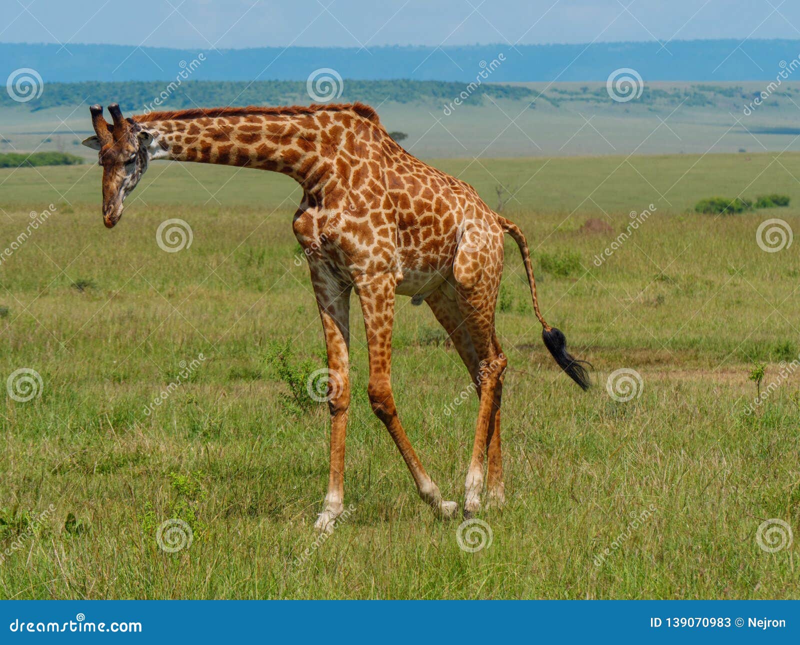 Reticulated Giraffe in a Kenya Stock Image - Image of herbivore ...