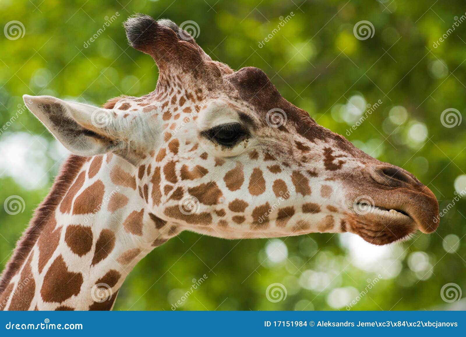 Reticulated Giraffe Portrait Stock Photo - Image of terrain, nature ...