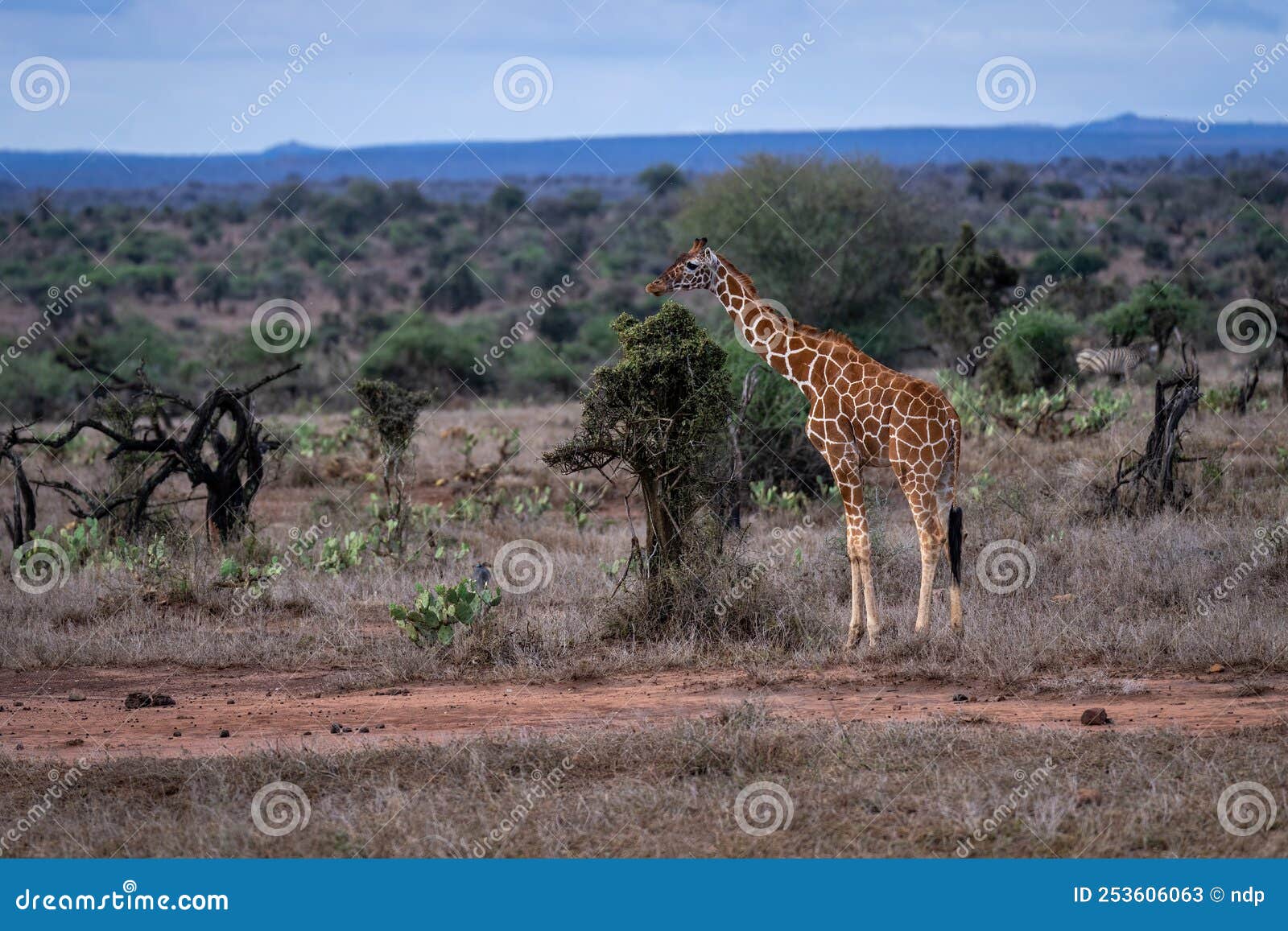 Reticulated Giraffe Stands by Bush on Savannah Stock Image - Image of ...