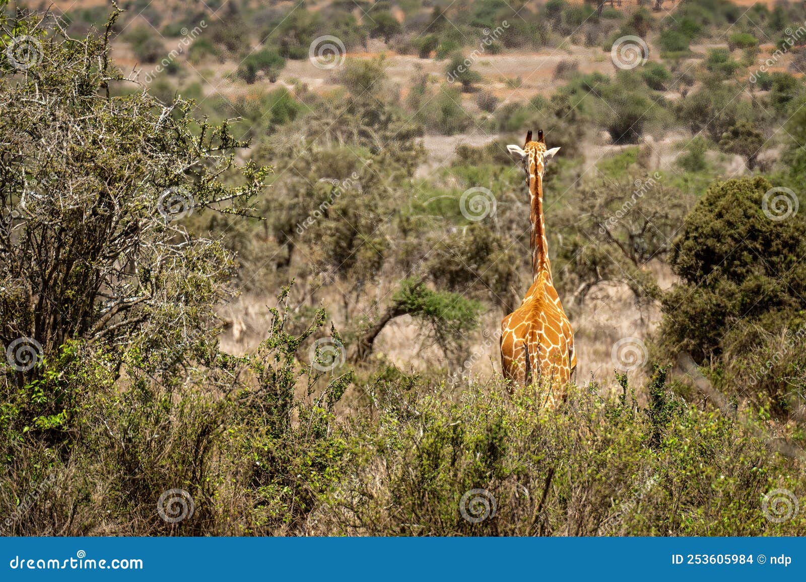 Reticulated Giraffe Stands in Bushes Facing Away Stock Photo - Image of ...
