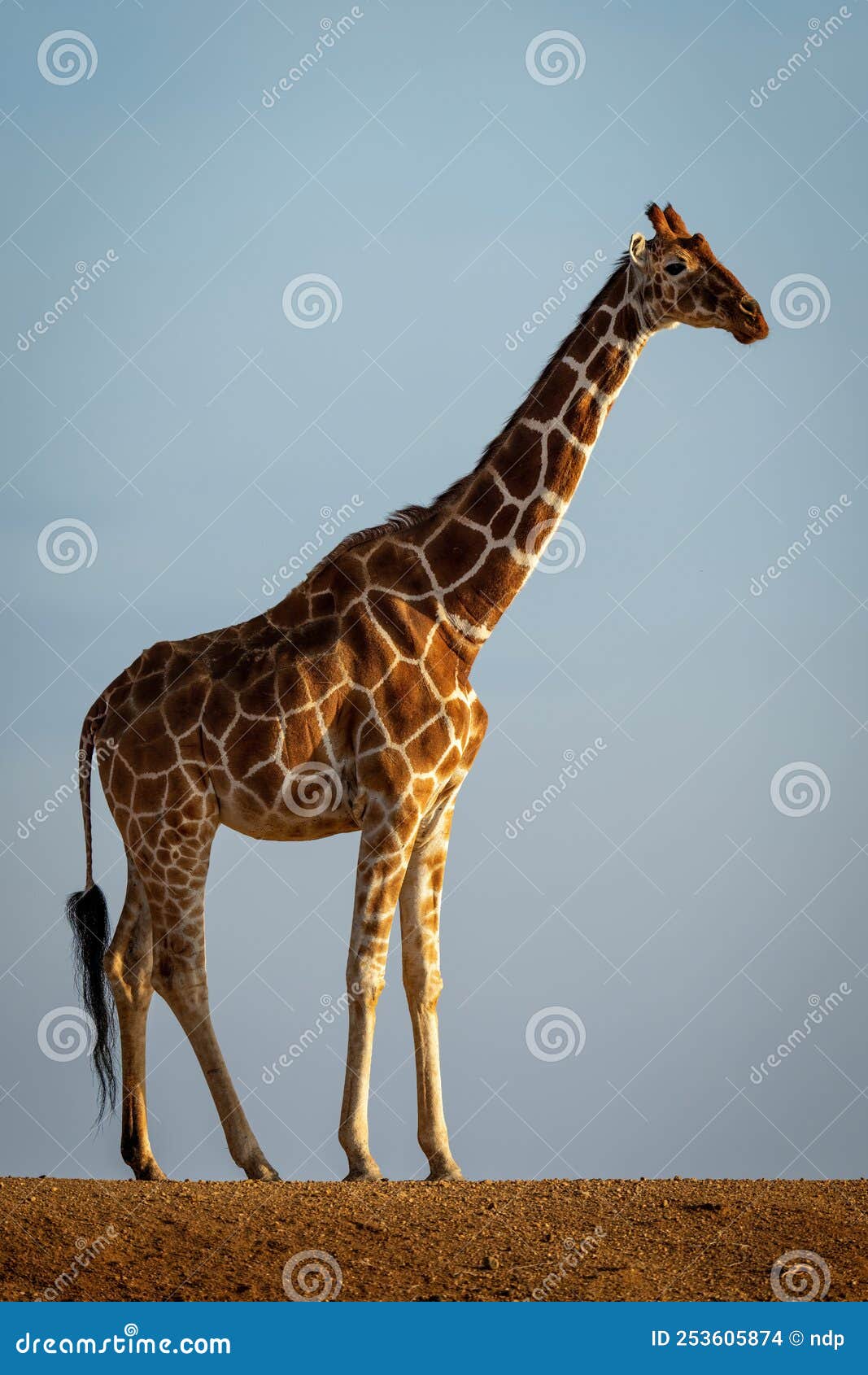 Reticulated Giraffe Stands on Dam in Profile Stock Photo - Image of ...
